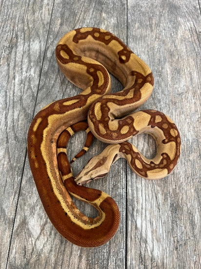 Proven Monster Tail Hypo Jungle Boa Constrictor by Second City Constrictors