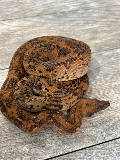 Orange Tail Hypo Leopard Boa Constrictor by Second City Constrictors
