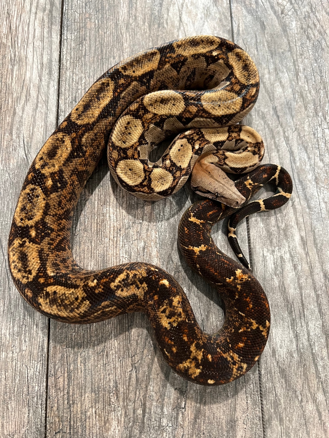 Het Costa Rican T+ Het Blood Boa Constrictor by Second City ...