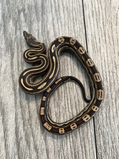 Keywest Motley Arabesque 66% Het VPI Boa Constrictor by Second City ...