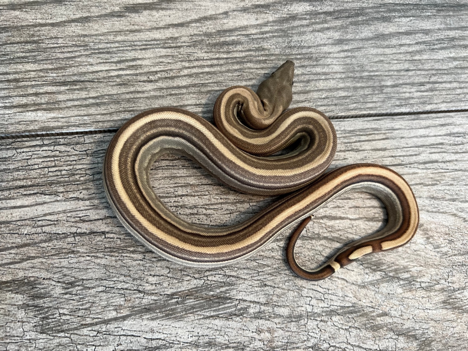 Second City Constrictors's Collection - MorphMarket