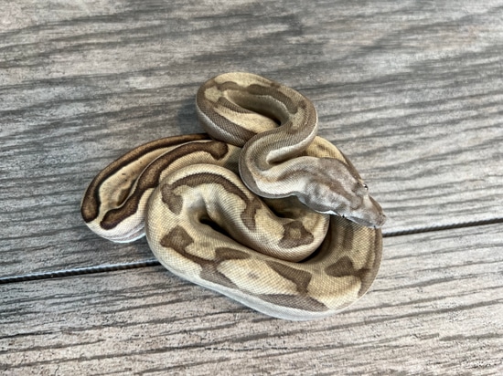Motley Arabesque Labyrinth 66% Het VPI Boa Constrictor by Second City ...