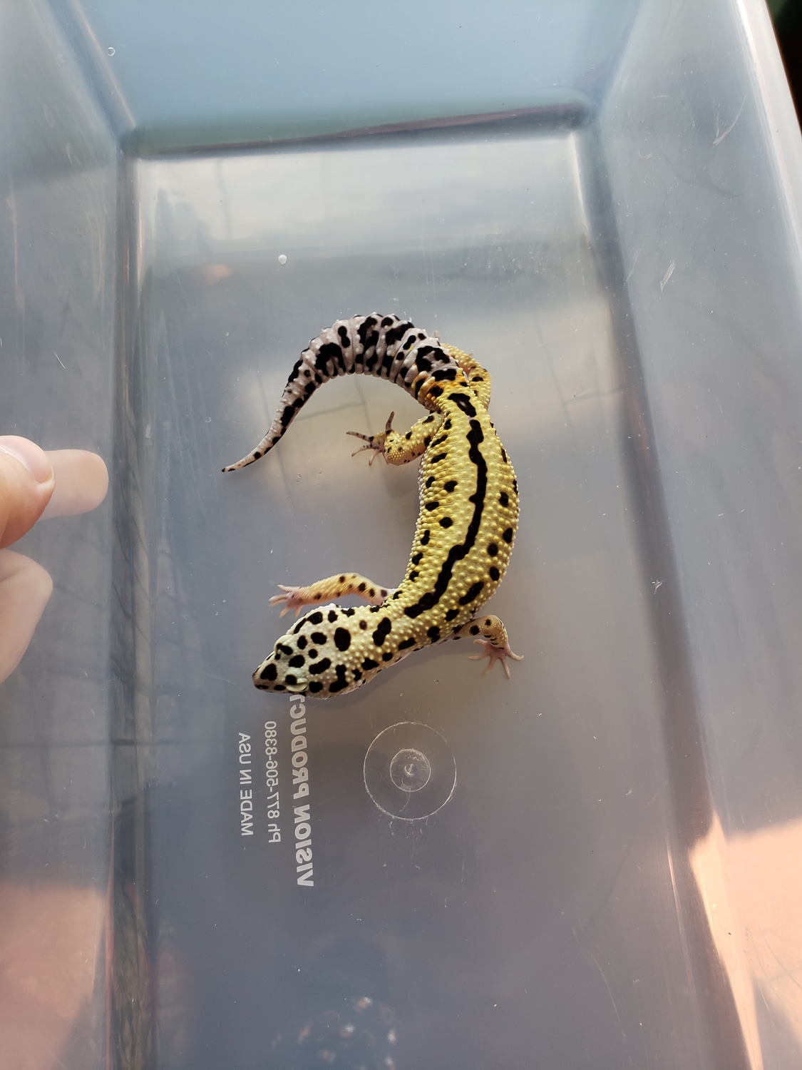Godzilla Super Giant Het Tremper Albino Leopard Gecko by Gregory Bonner ...
