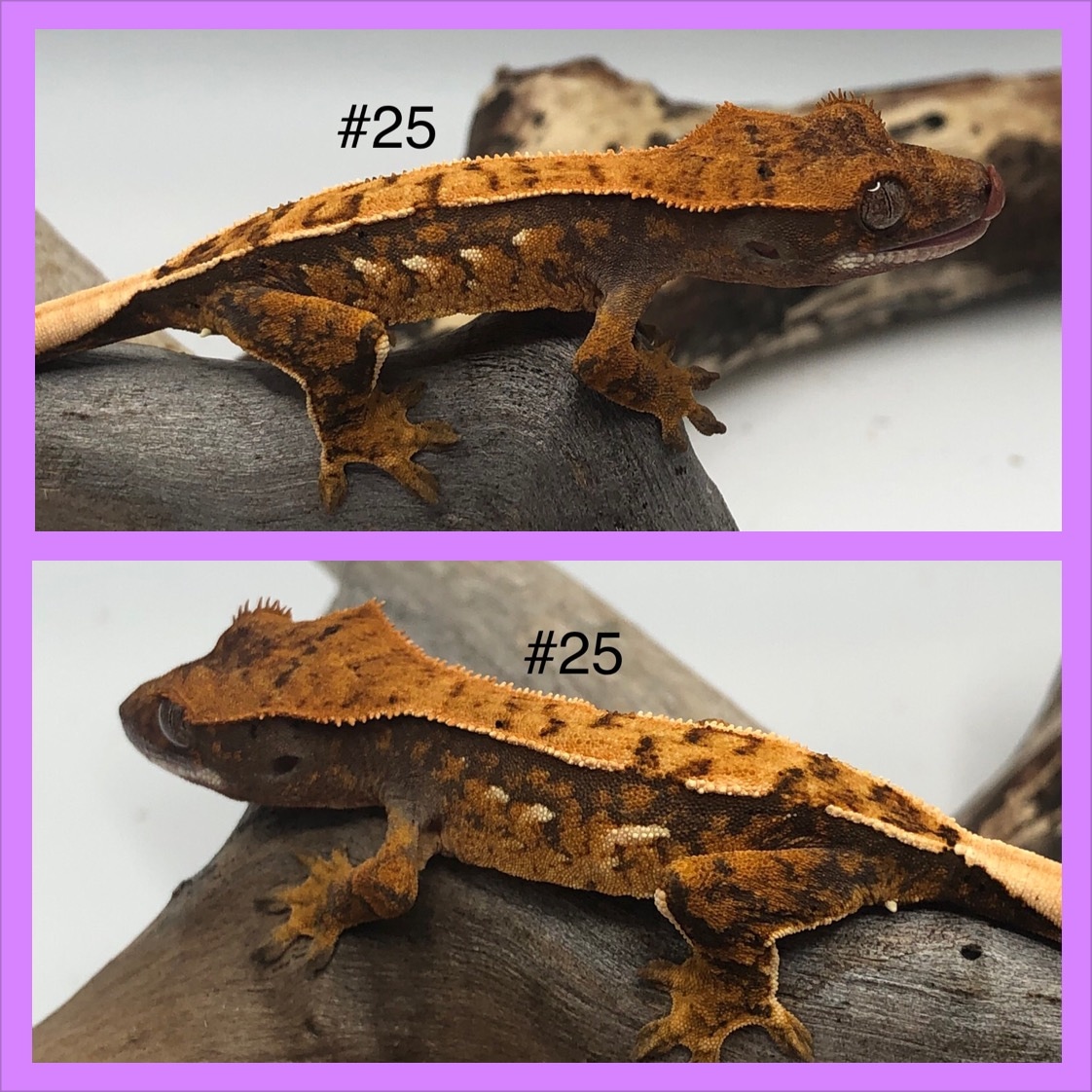 Tricolor Harlequin Crested Gecko by Secret Garden Geckos - MorphMarket