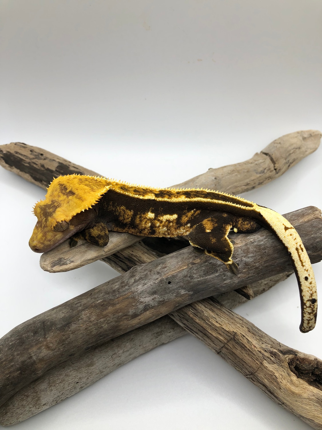 Poss. Het Empty Back Crested Gecko by Secret Garden Geckos - MorphMarket