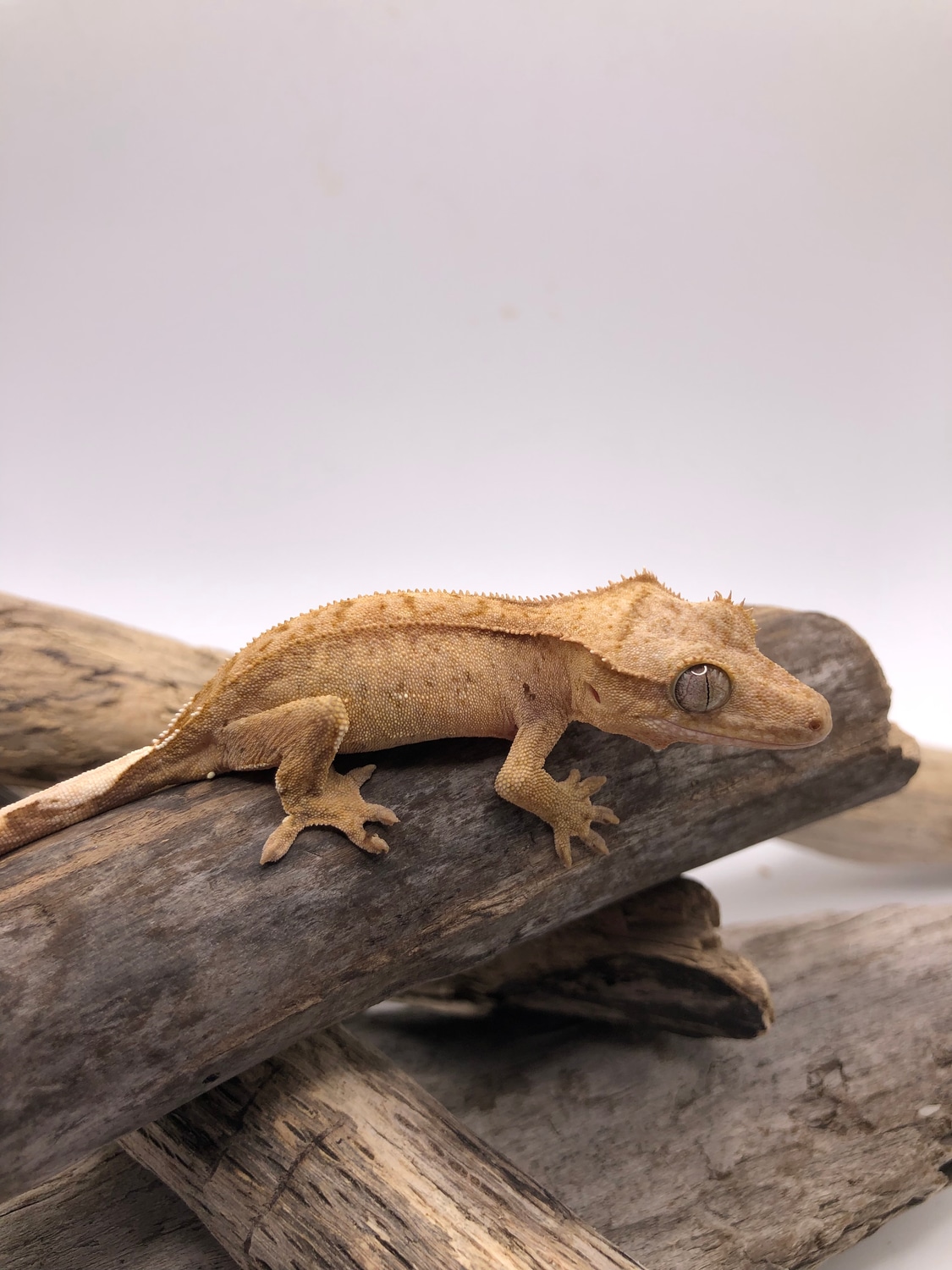 Yellow Brindle Crested Gecko by Secret Garden Geckos - MorphMarket