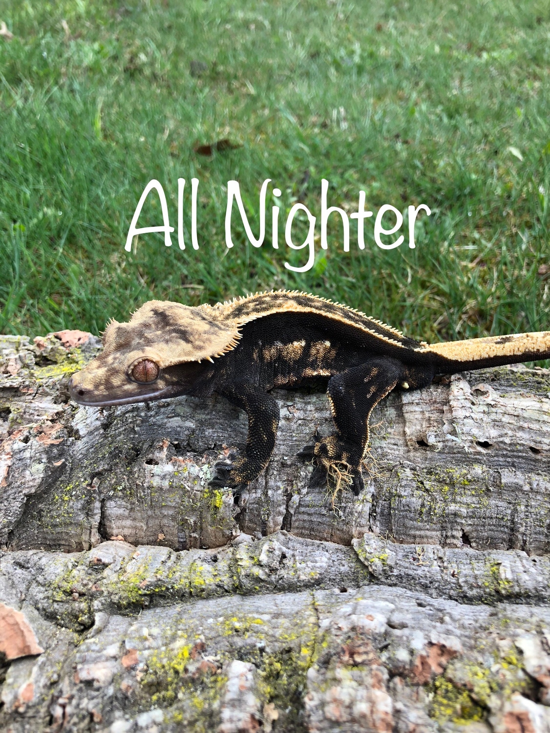 All Nighter Crested Gecko by Secret Garden Geckos - MorphMarket