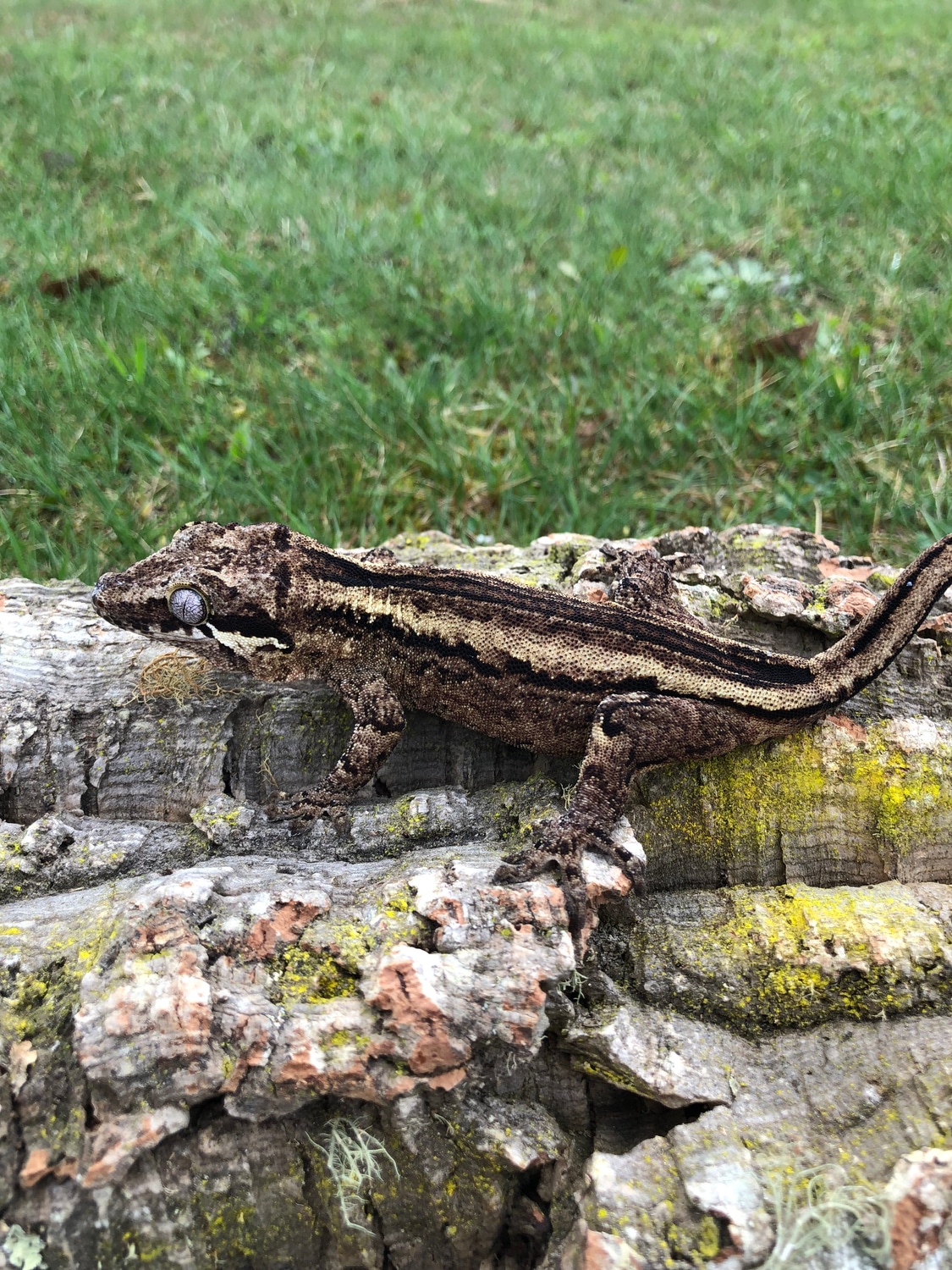 Liz Gargoyle Gecko by Secret Garden Geckos - MorphMarket