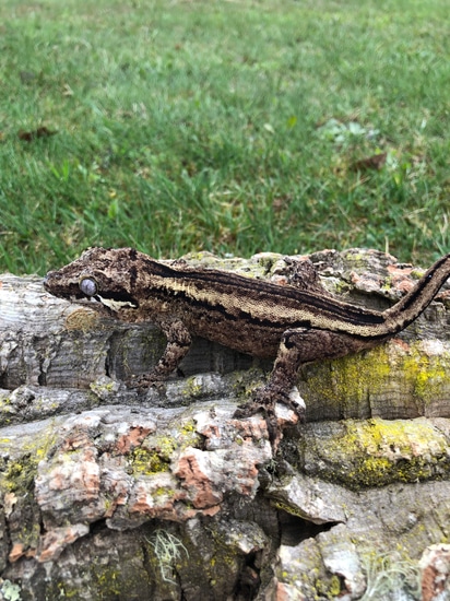 Brown And Yellow Stripe Gargoyle Gecko by Secret Garden Geckos