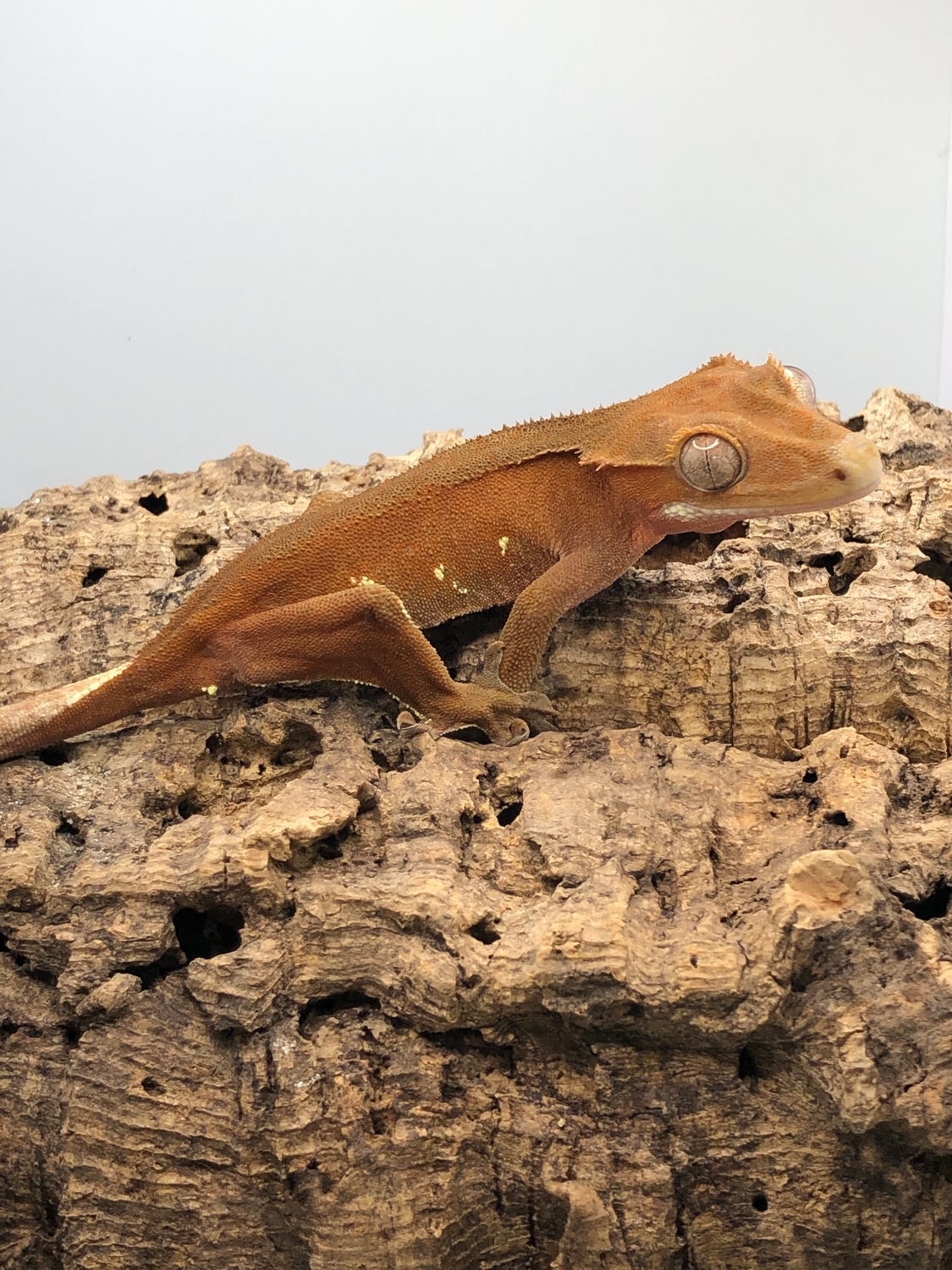 Red Porthole Crested Gecko by Secret Garden Geckos - MorphMarket