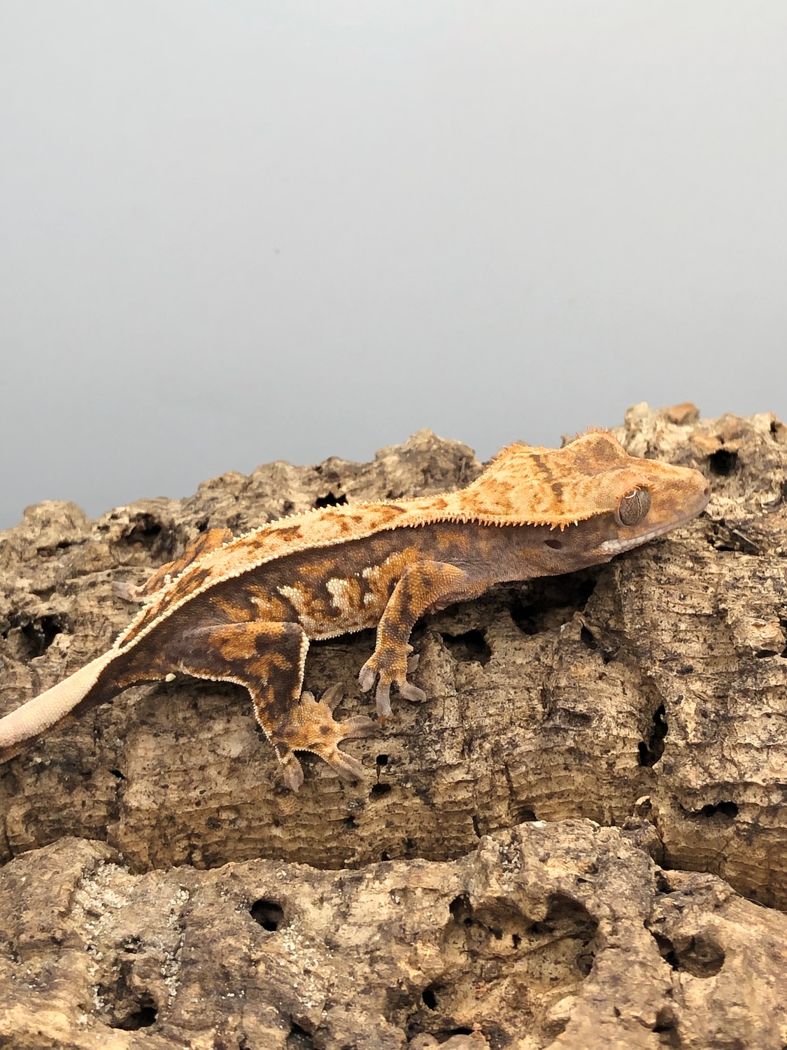 Tricolor Crested Gecko by Secret Garden Geckos - MorphMarket