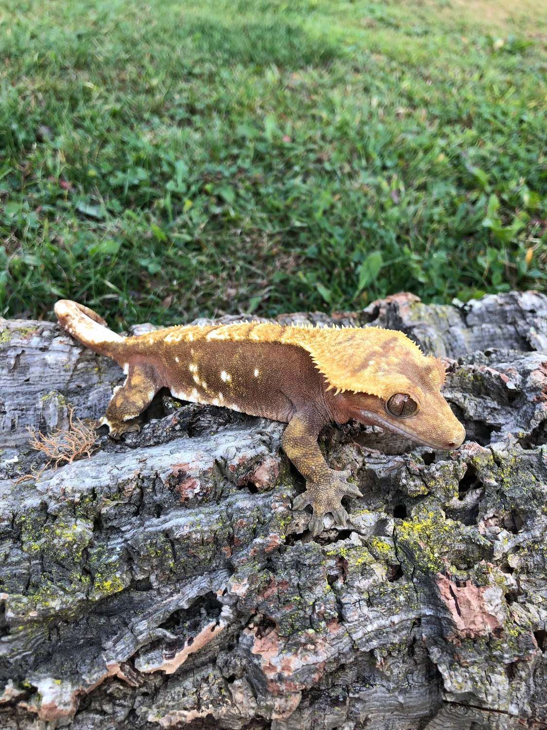 Red Flame With Portholes Crested Gecko by Secret Garden Geckos ...