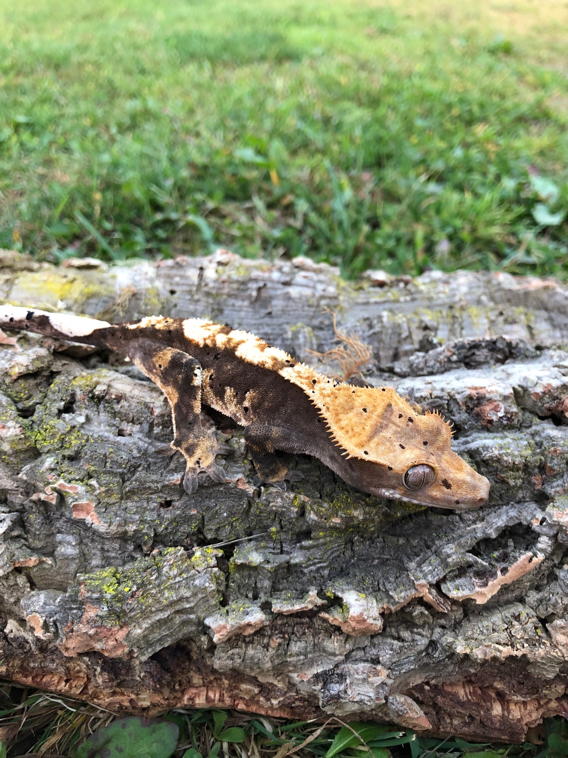 Harlequin Super Dalmatian Crested Gecko by Secret Garden Geckos ...