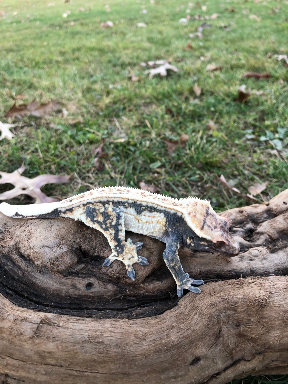 BEAUTIFUL Pet Only Crested Gecko by Secret Garden Geckos - MorphMarket