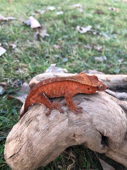 BRIGHT Red Phantom (Shipped!) Crested Gecko by Secret Garden Geckos