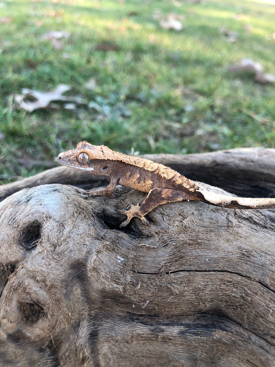 Extreme Harlequin Crested Gecko by Secret Garden Geckos - MorphMarket