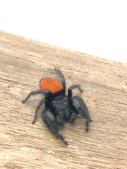 Adult Male Phidippus Ardens Jumping Spider by Secret Garden Geckos