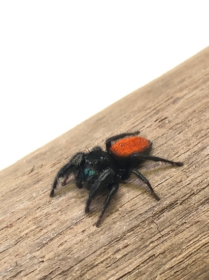 Adult Male Phidippus Ardens Jumping Spider by Secret Garden Geckos