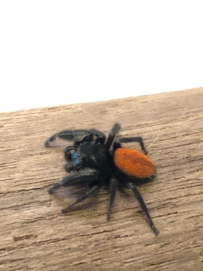Adult Male Phidippus Ardens Jumping Spider by Secret Garden Geckos