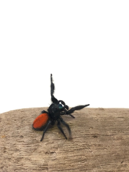 Adult Male Phidippus Ardens Jumping Spider by Secret Garden Geckos