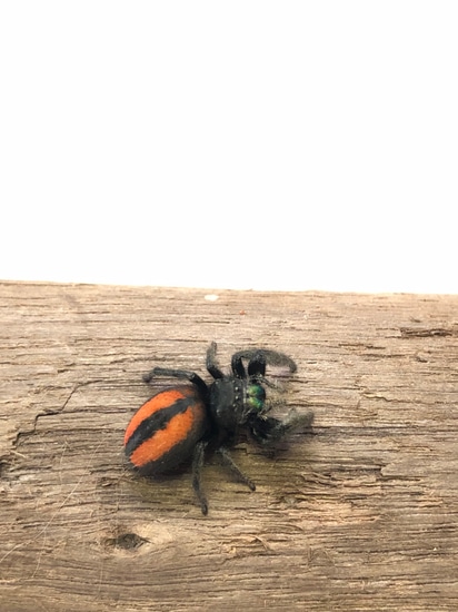Adult Female Phidippus Ardens Jumping Spider by Secret Garden Geckos