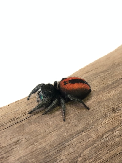 Adult Female Phidippus Ardens Jumping Spider by Secret Garden Geckos
