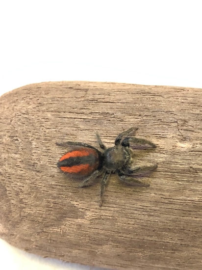 Adult Female Phidippus Ardens Jumping Spider by Secret Garden Geckos