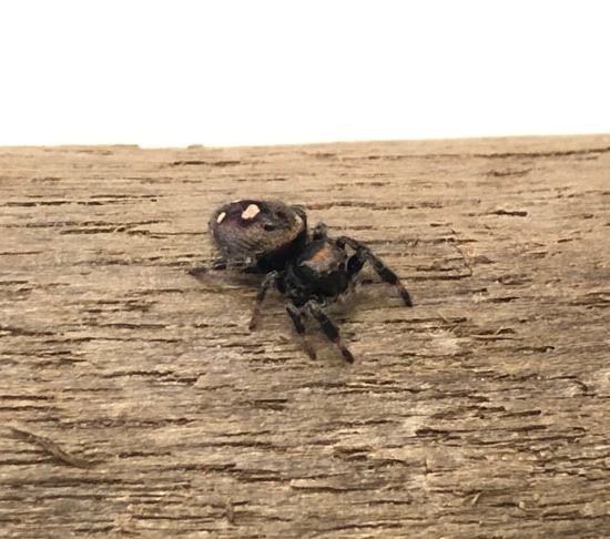 Juvenile Female Phidippus Regius (Regal) Jumping Spider by Secret ...
