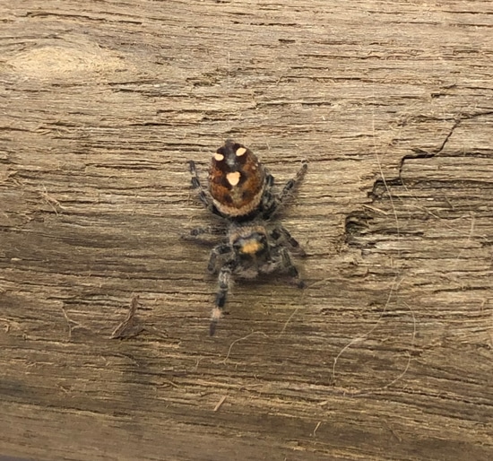 Juvenile Female Phidippus Regius (Regal) Jumping Spider by Secret ...