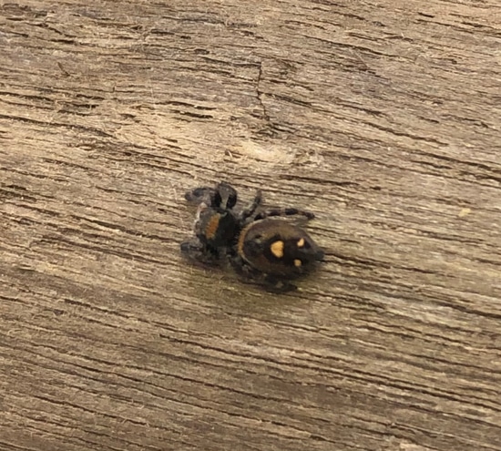 Juvenile Female Phidippus Regius (Regal) Jumping Spider by Secret ...