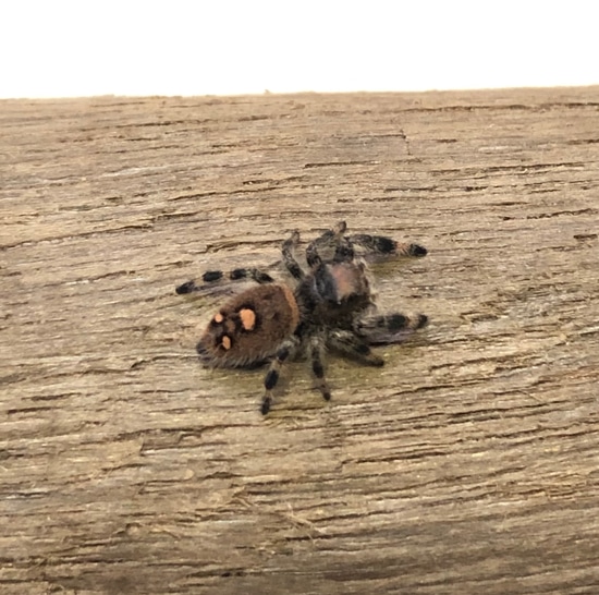 Juvenile Female Phidippus Regius (Regal) Jumping Spider by Secret ...
