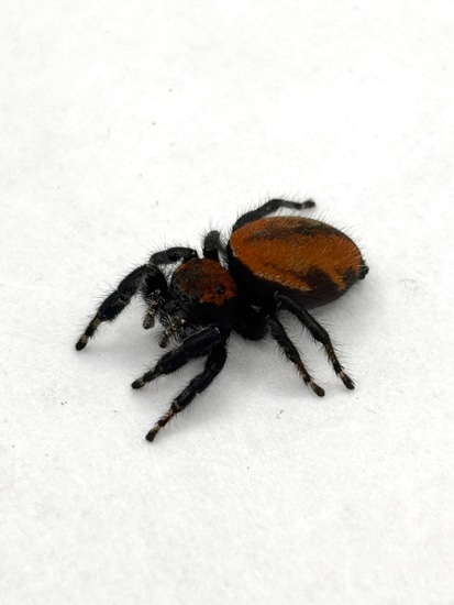 Mature Female Apache Jumping Spider by Secret Garden Geckos