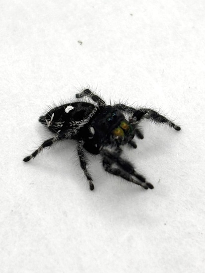 Mature High White Bold Female Jumping Spider by Secret Garden Geckos