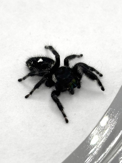 Mature High White Bold Female Jumping Spider by Secret Garden Geckos