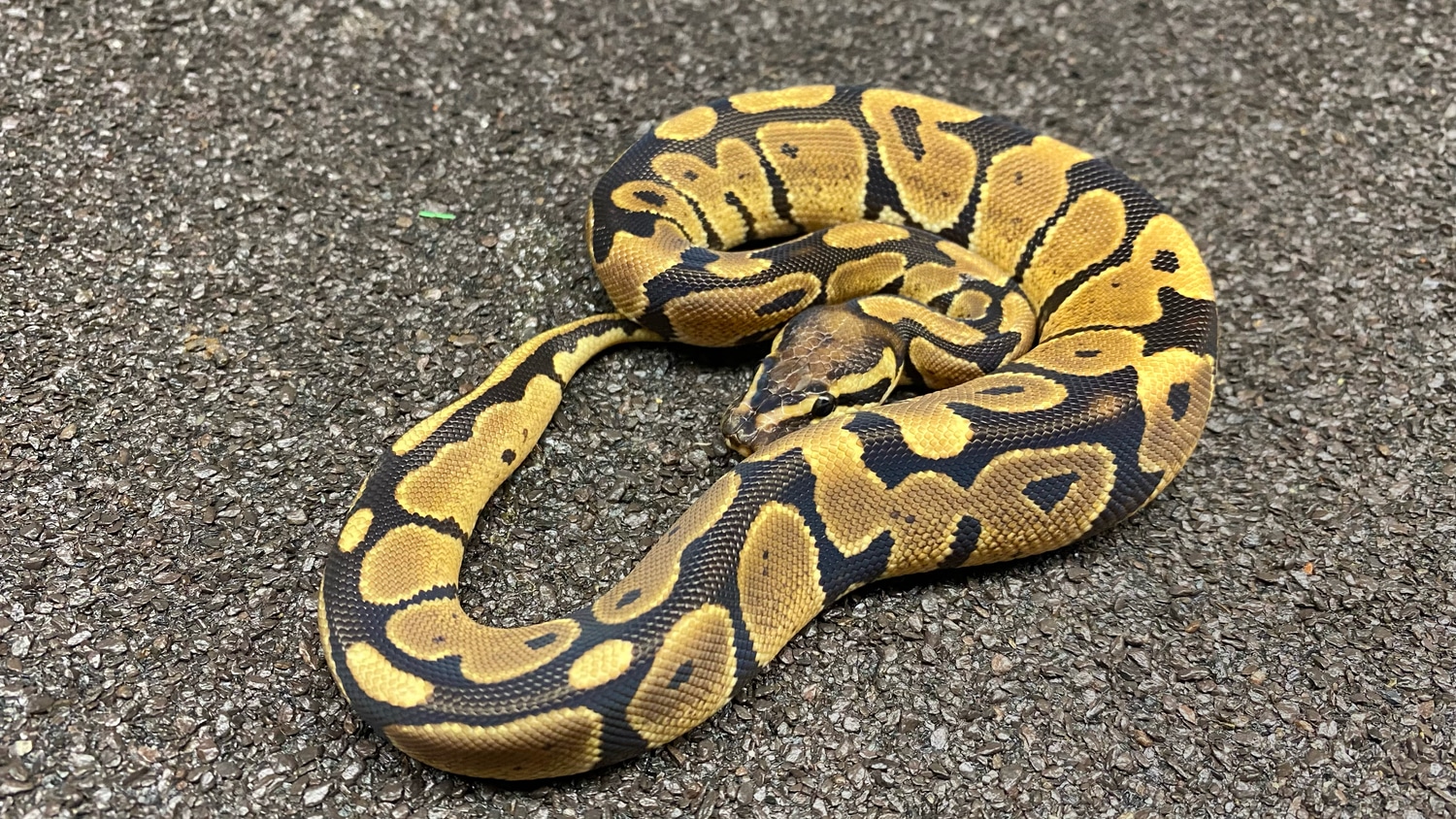 Vanilla Black Back Het Vpi Axanthic 66% Het Lavender Albino Ball Python ...