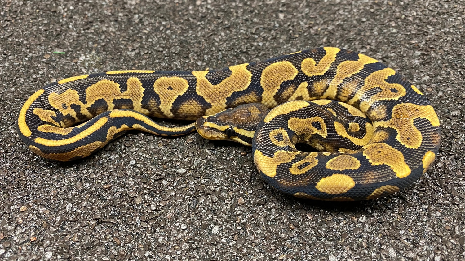 Yellow Belly Het Hypo Ball Python by Secret Mission Exotics - MorphMarket