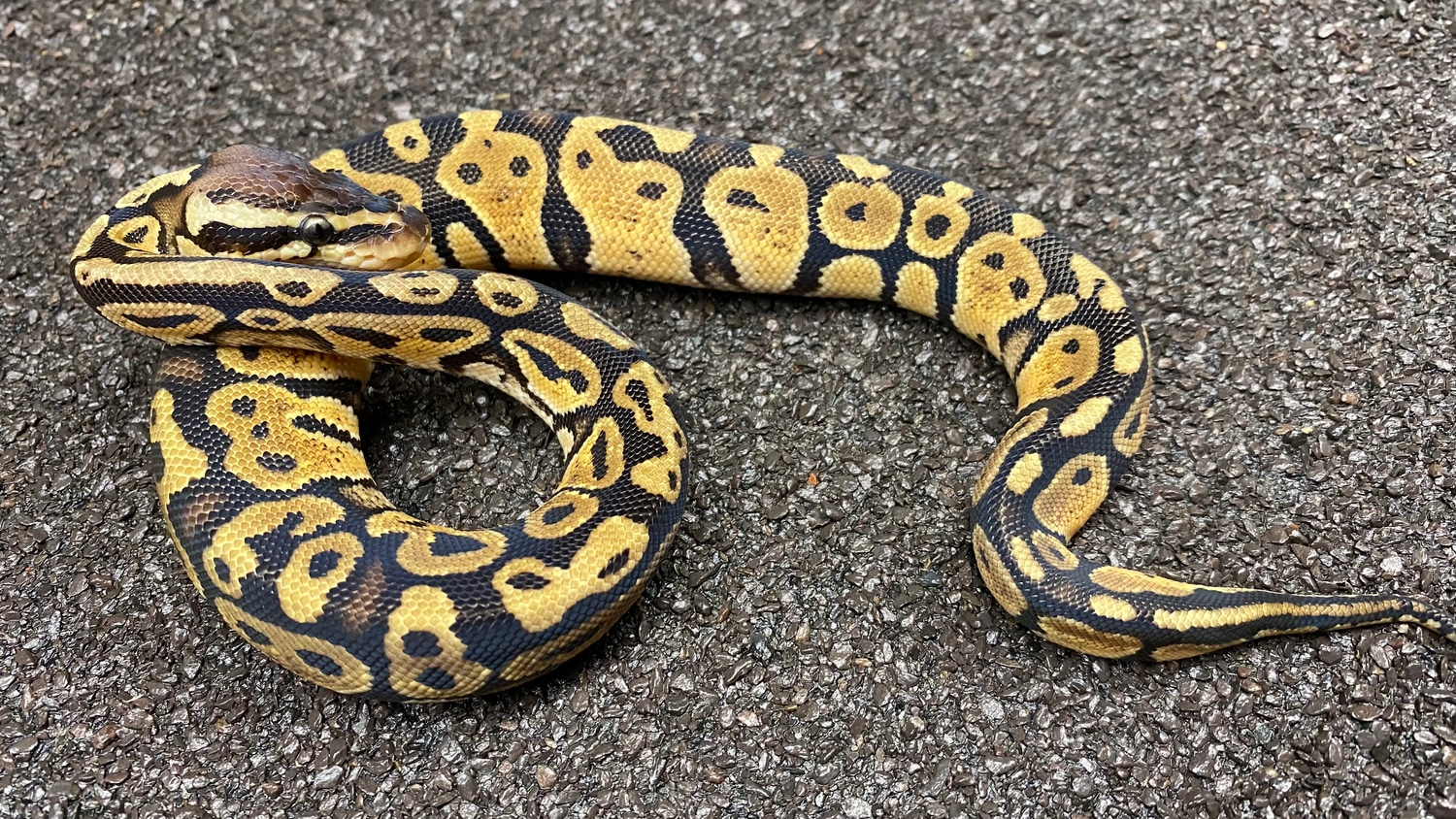 Pastel 50% Het Clown 50% Het Axanthic 50% Het Lavender Albino Ball ...
