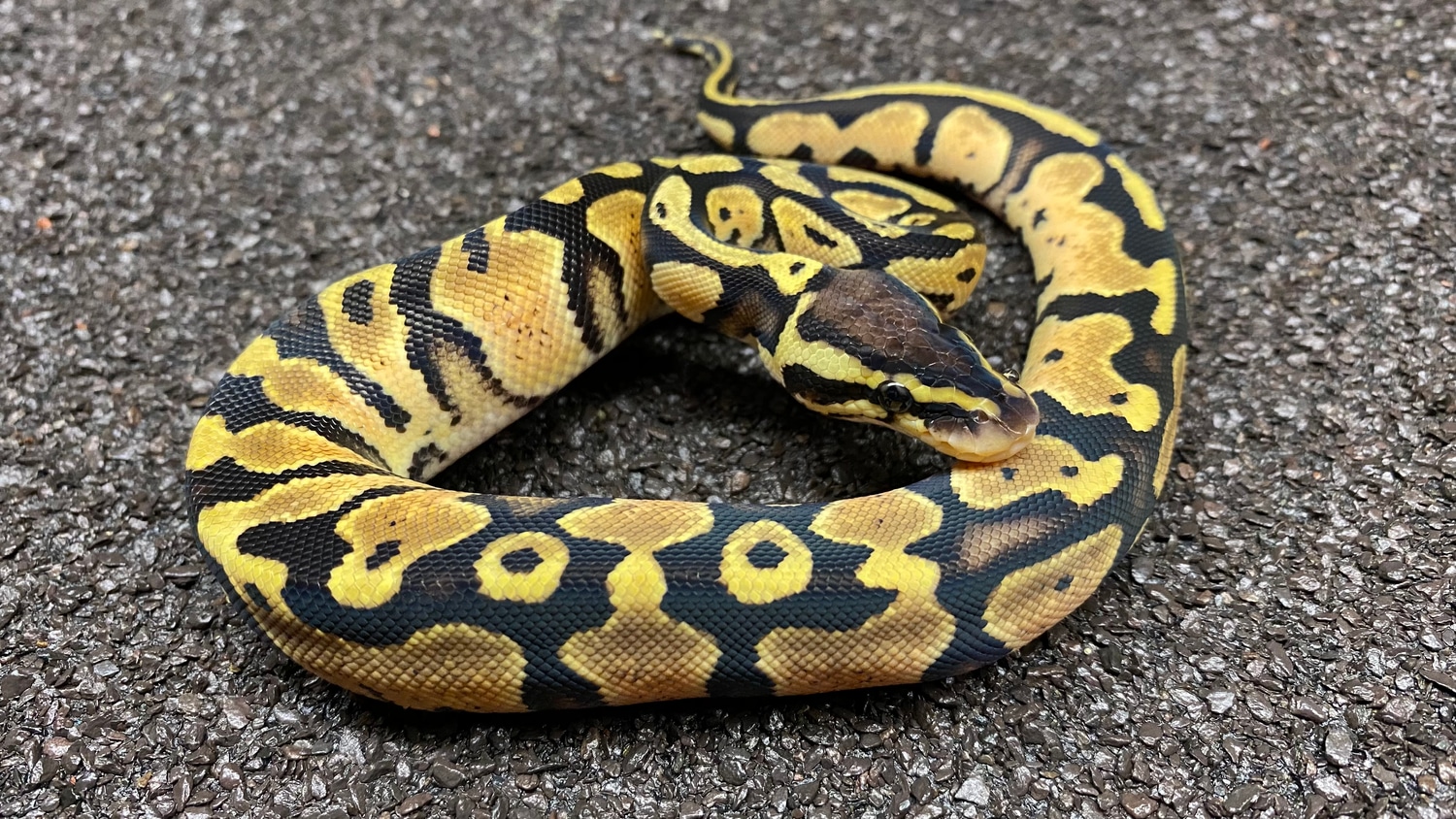 Pastel 50% Het Clown Ball Python by Secret Mission Exotics - MorphMarket