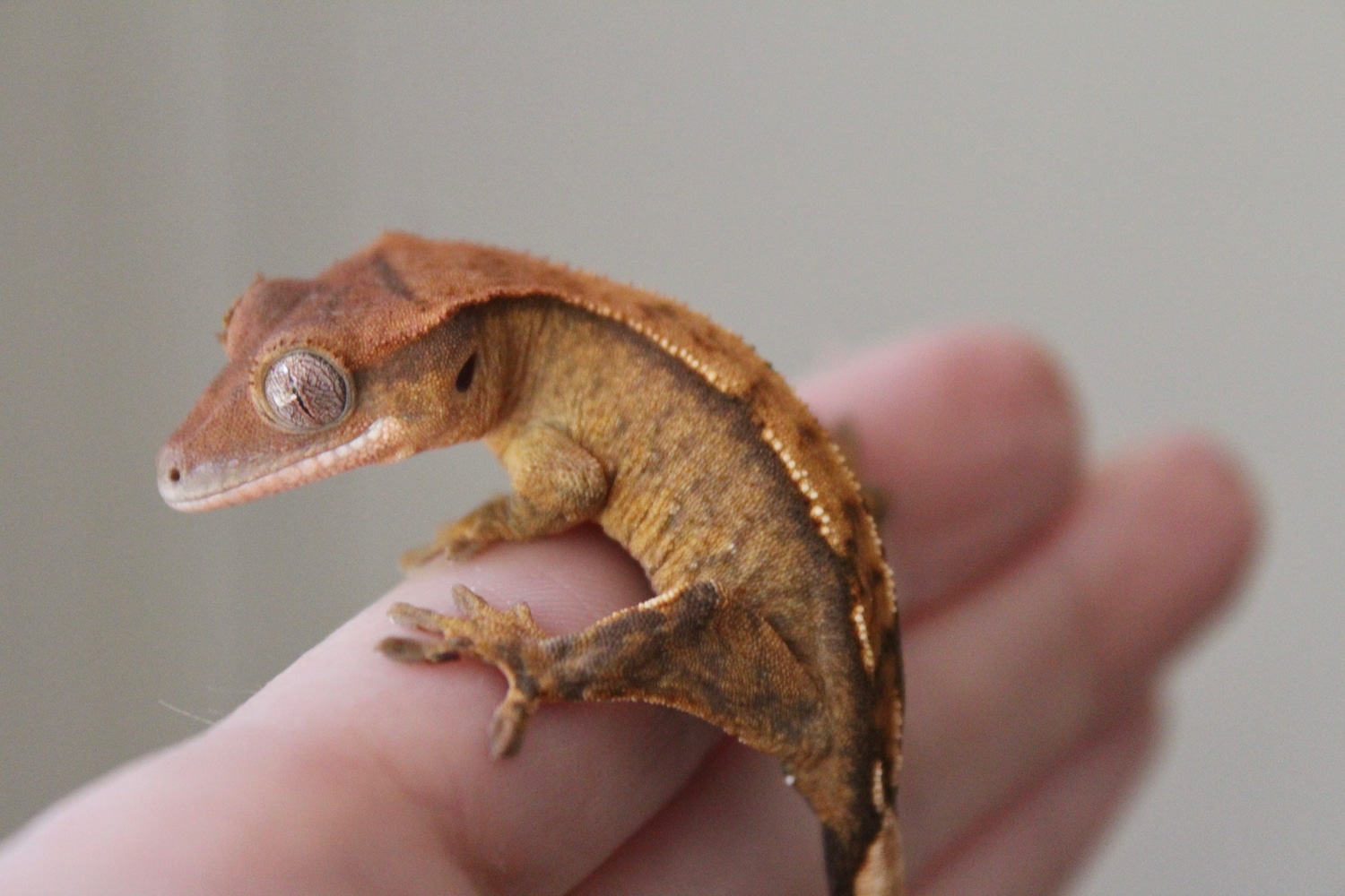 Gorgeous Oranges Crested Gecko by Gecko Worlds - MorphMarket
