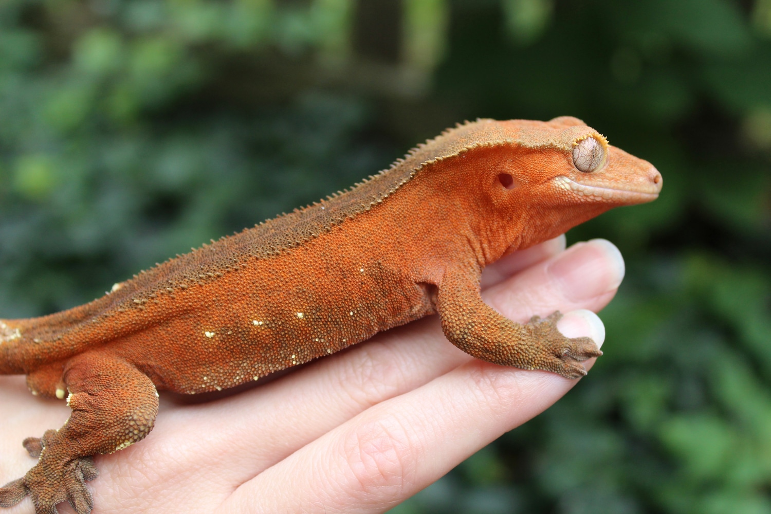 Red Portholes Crested Gecko by Gecko Worlds - MorphMarket