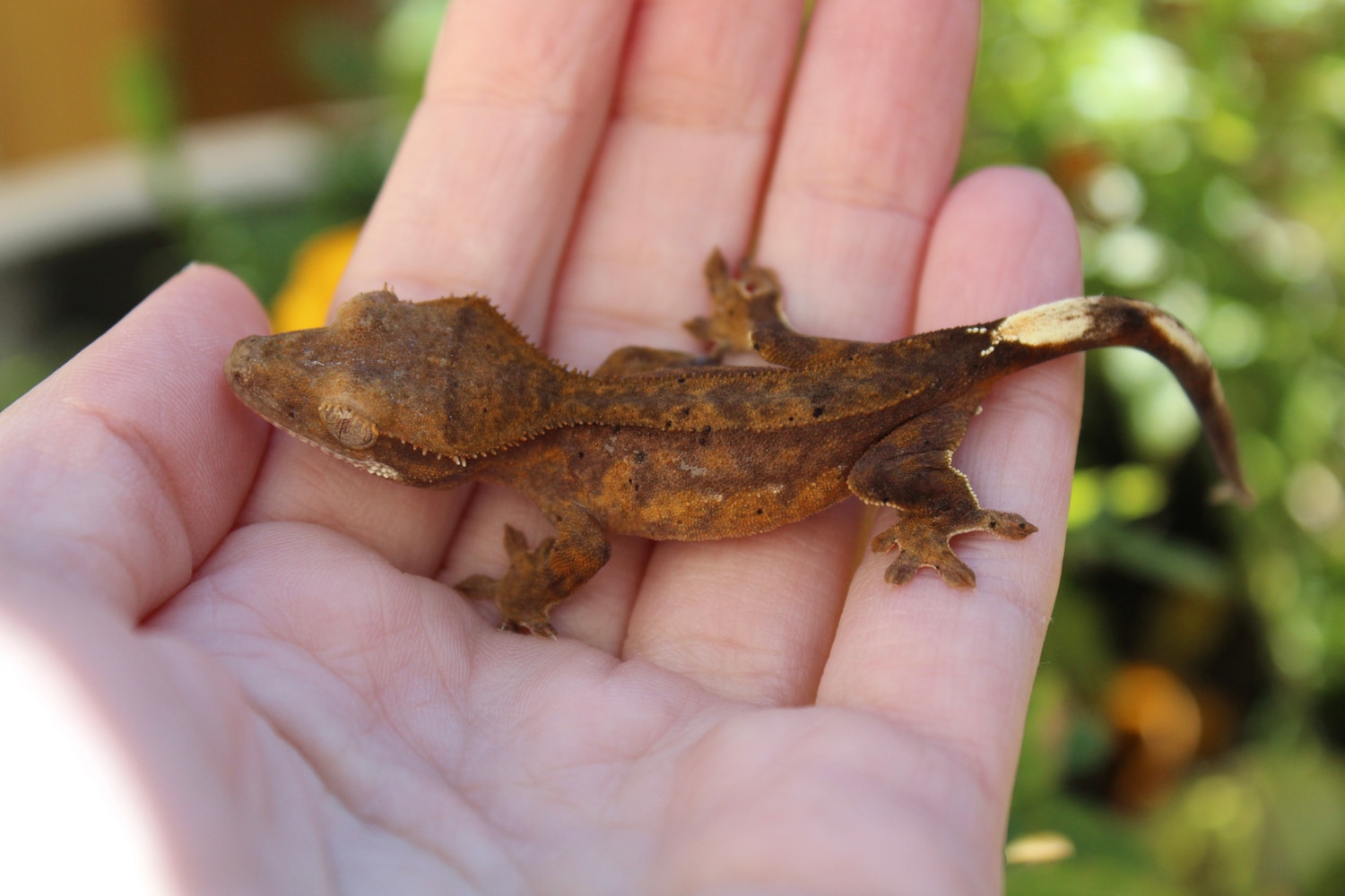 Cool Phantom Crested Gecko by Gecko Worlds - MorphMarket