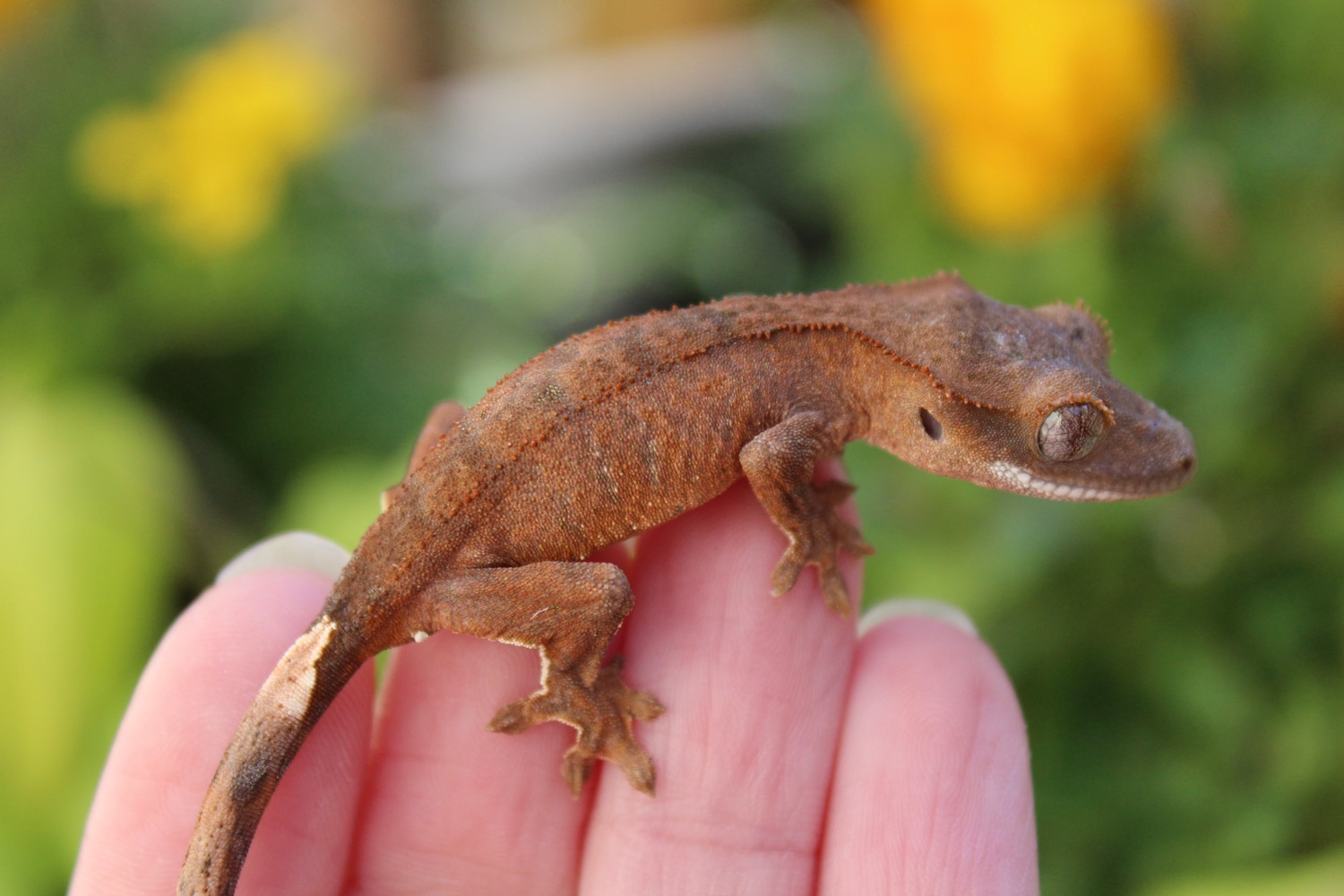 Possible Charcoal Or Olive 3 Crested Gecko by Gecko Worlds - MorphMarket