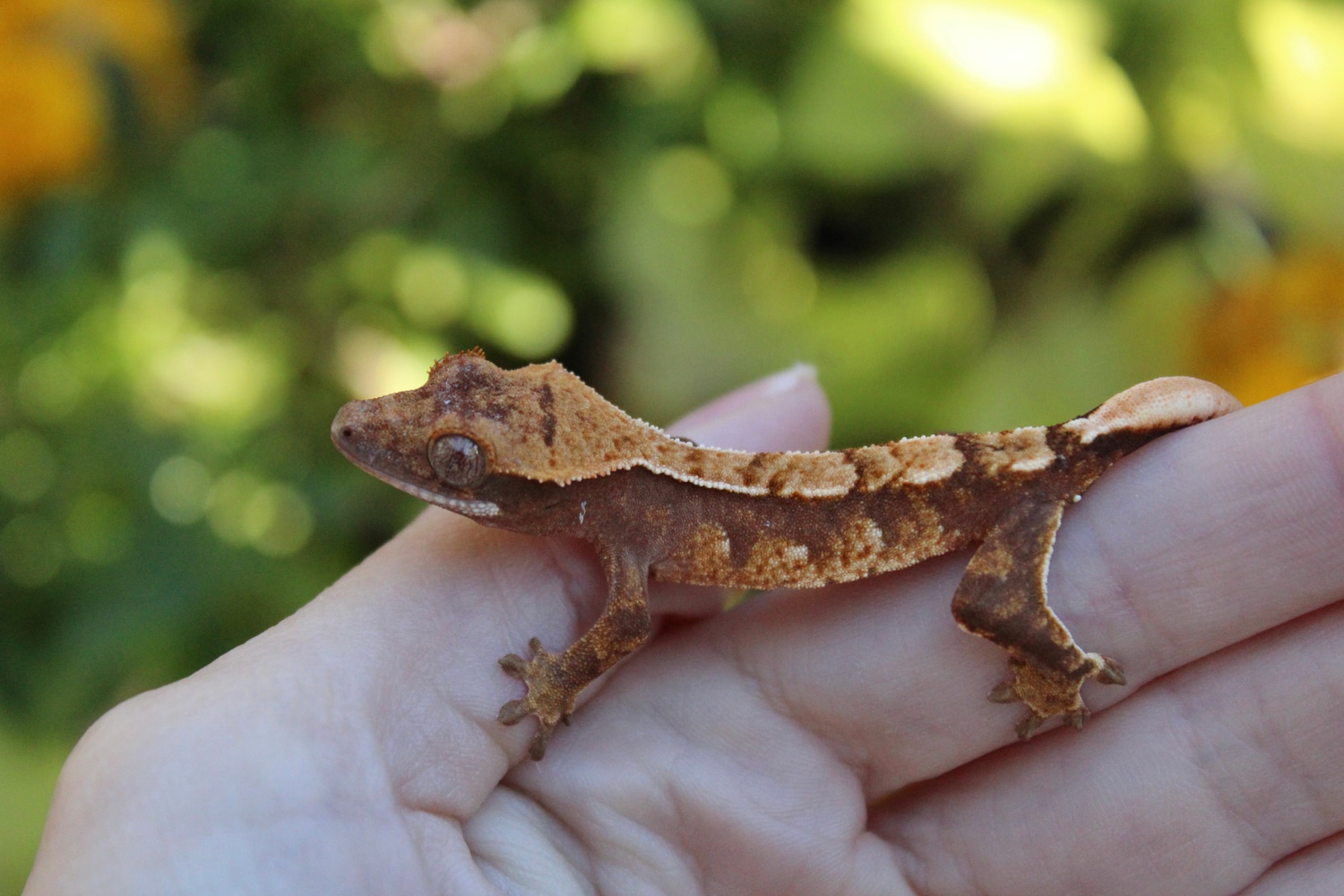 Extreme Harlequin Tricolor Crested Gecko by Gecko Worlds - MorphMarket