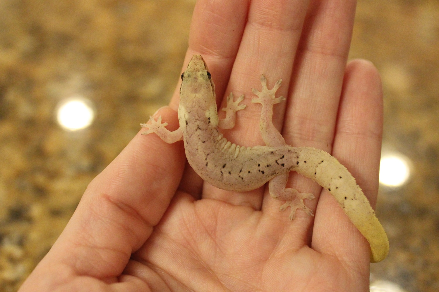 Normal Mourning Gecko More Gecko by Gecko Worlds - MorphMarket