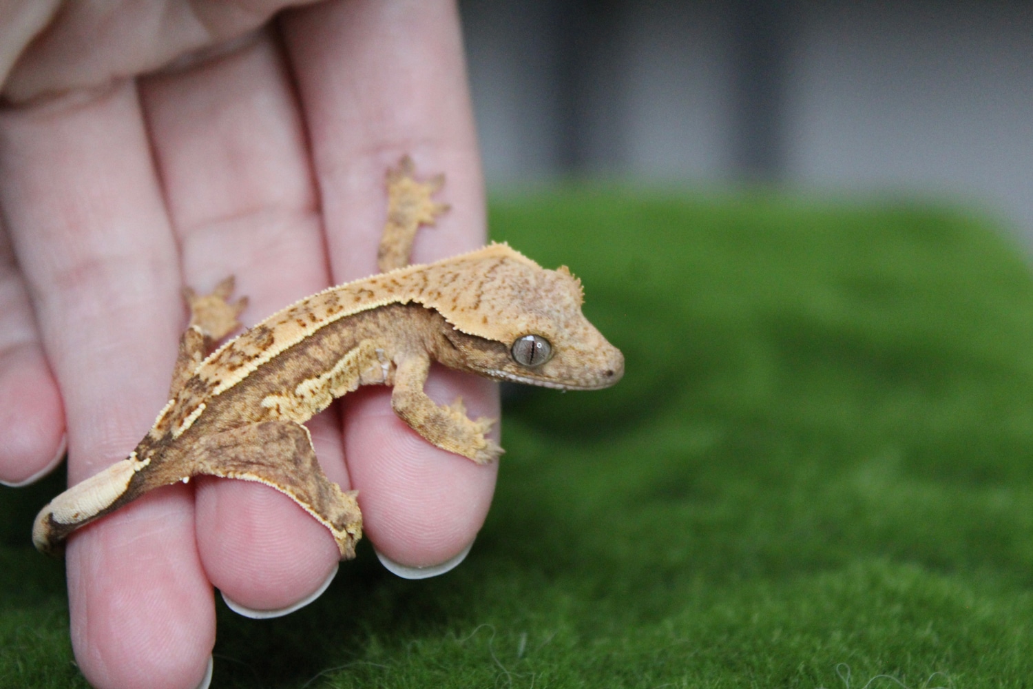 Hypo Yellow Crested Gecko by Gecko Worlds - MorphMarket