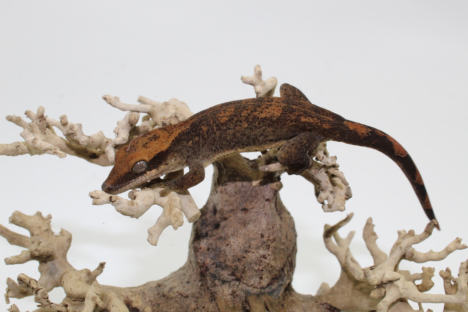 Unsexed Sarasin's Giant Gecko More Gecko by See More Exotics LLC ...