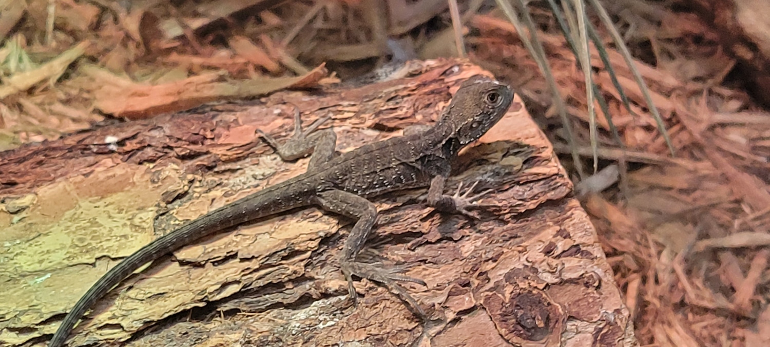 Austrailian Water Dragon Incubated For Male 2022 Babies More Lizard by ...