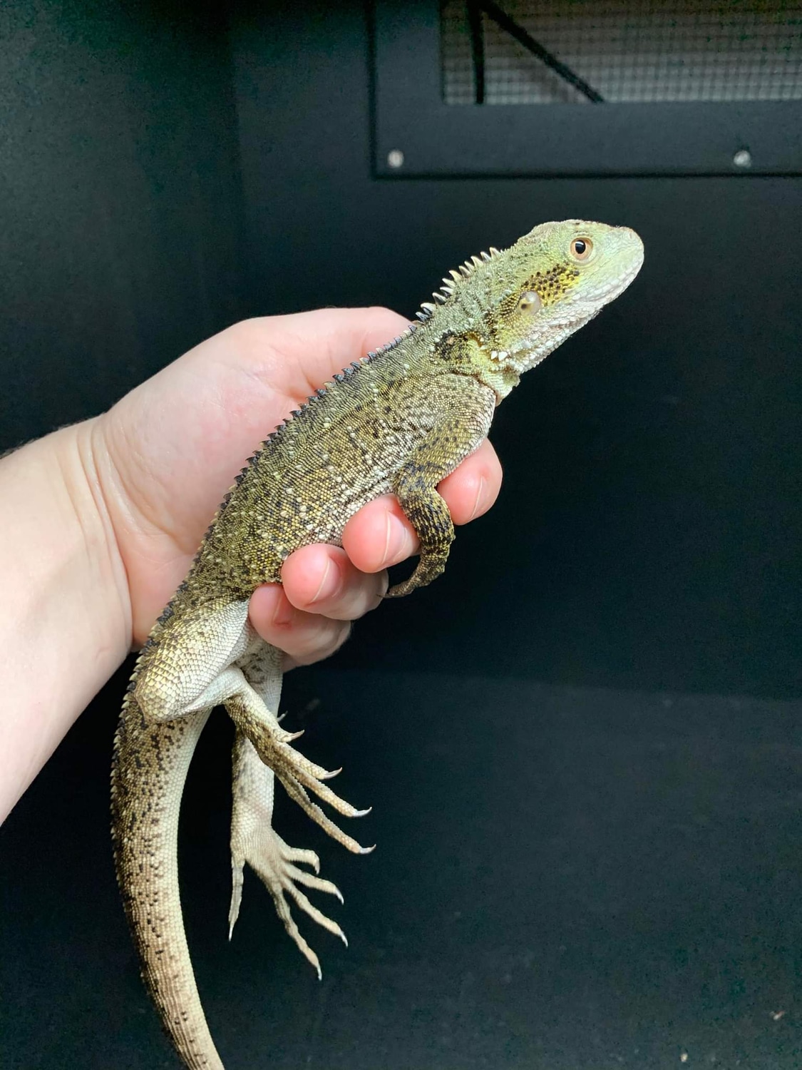 2021 Female Australian Water Dragon Other Lizard by See More Exotics ...