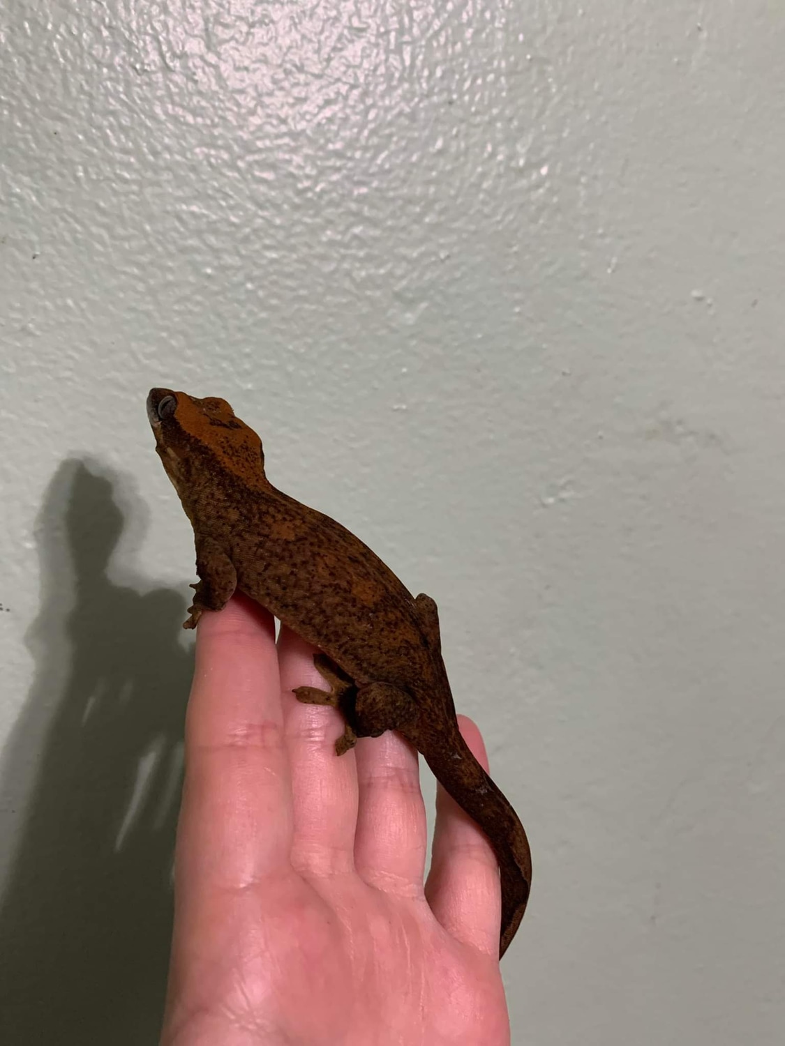 Sarasinorum Gecko More Gecko by See More Exotics LLC - MorphMarket