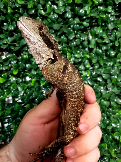 Australian Water Dragon Nipped Tail by See More Exotics LLC